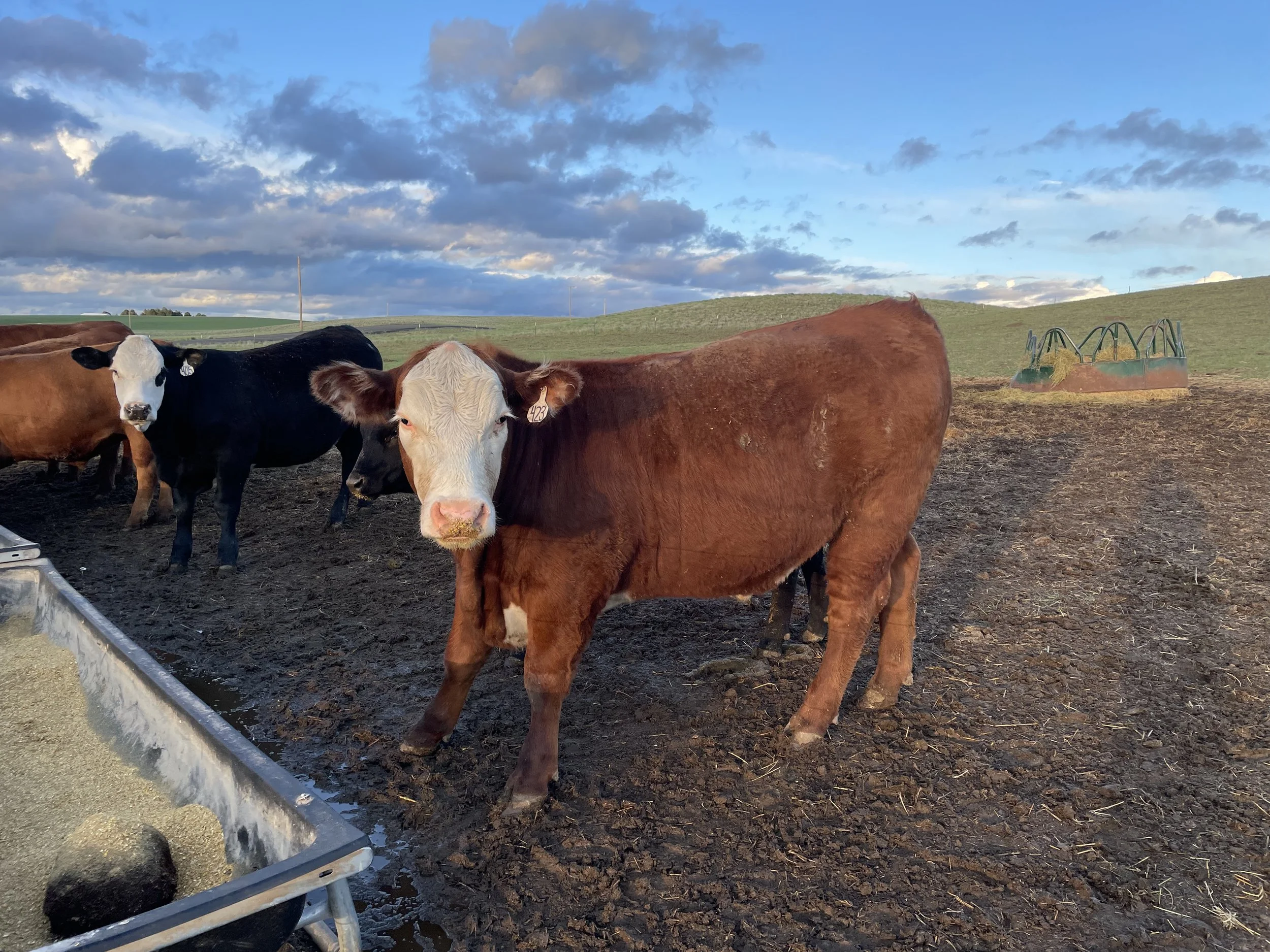 Our Story — Double B Cattle Co.