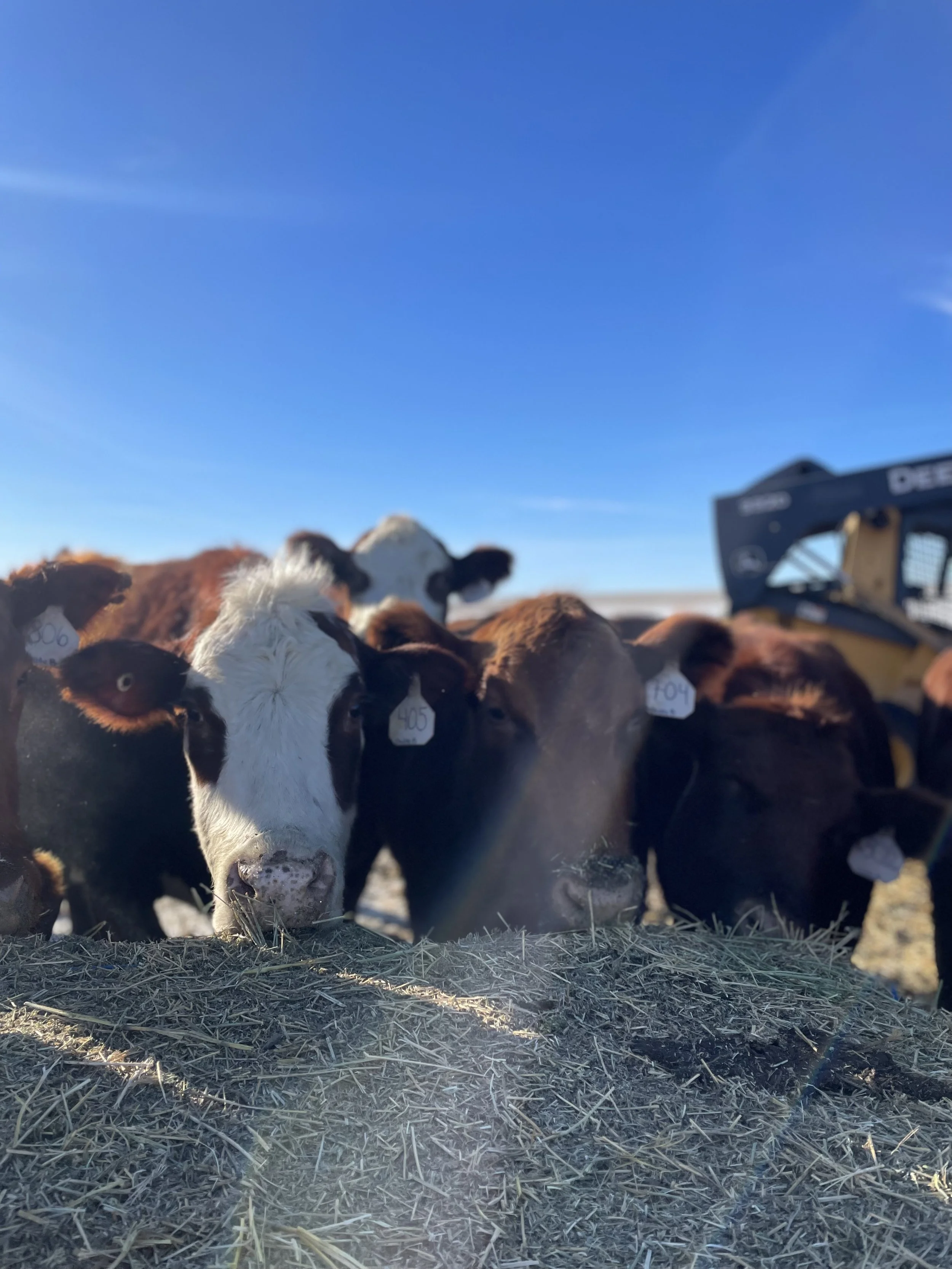 Our Story — Double B Cattle Co.