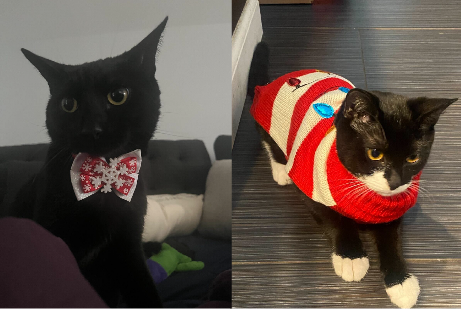 Members — Ringel Lab