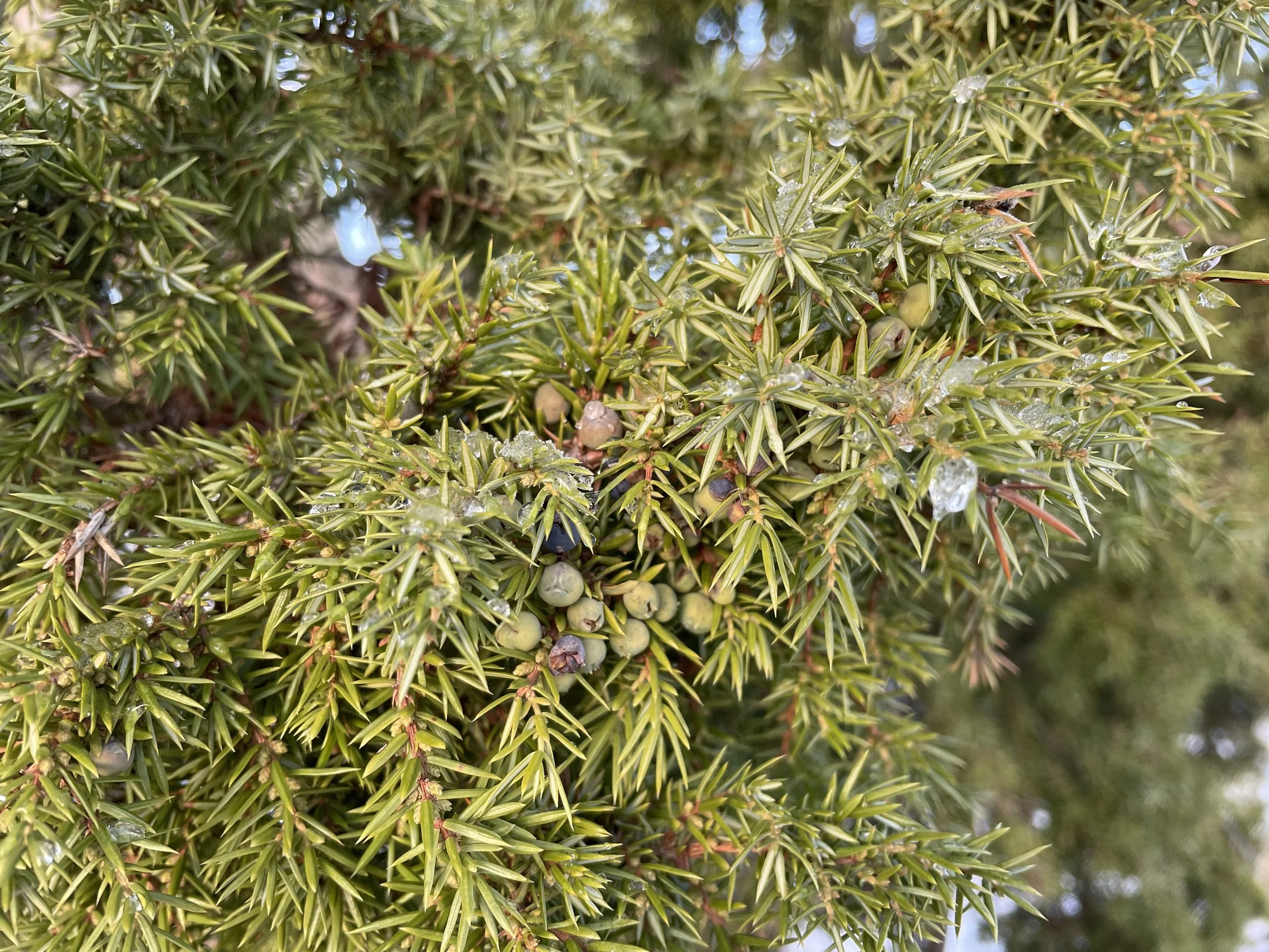 Juniper Leaves