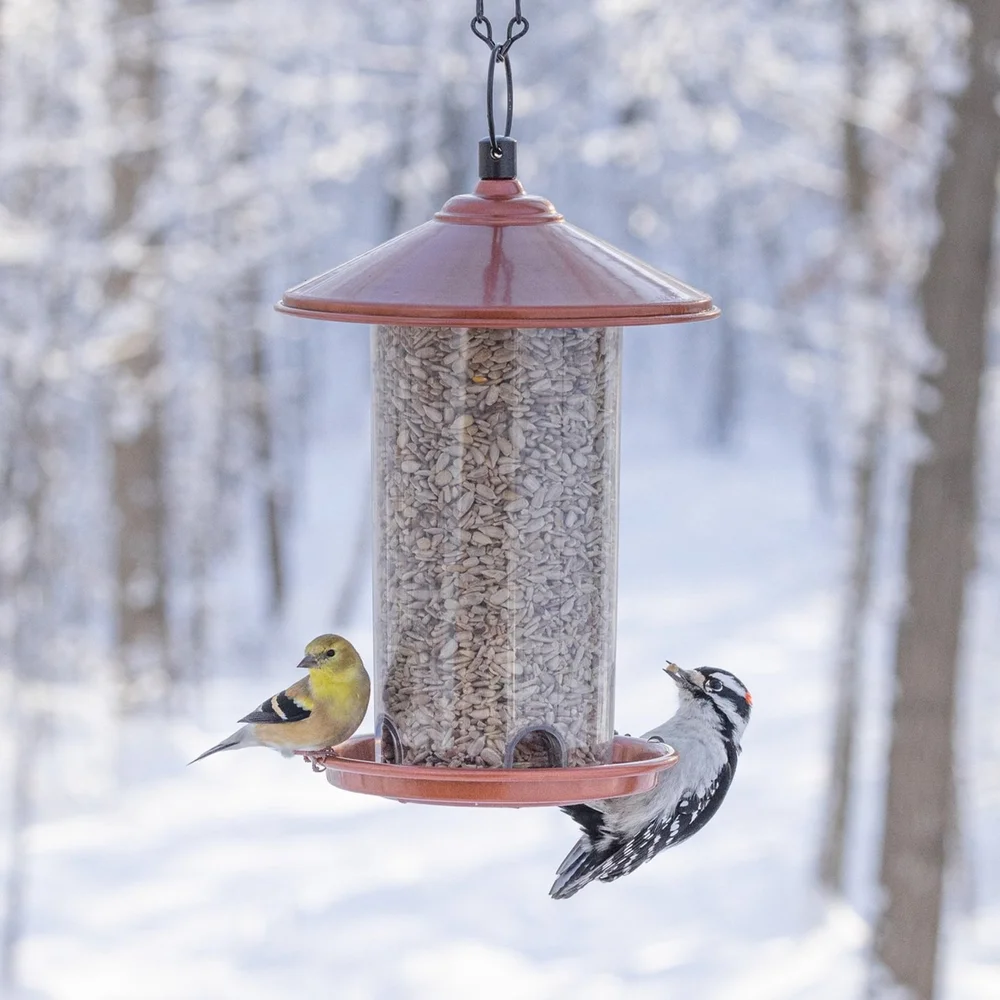 National Bird Feeding Month | Support Birds Today - Join the Movement
