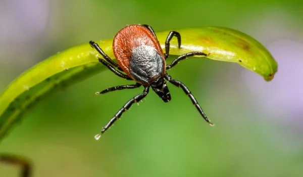 Andover Pest Control