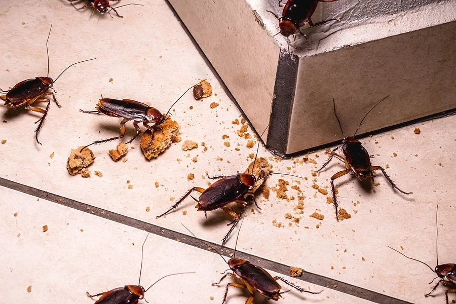 Andover Pest Control | Protect Your Home Today