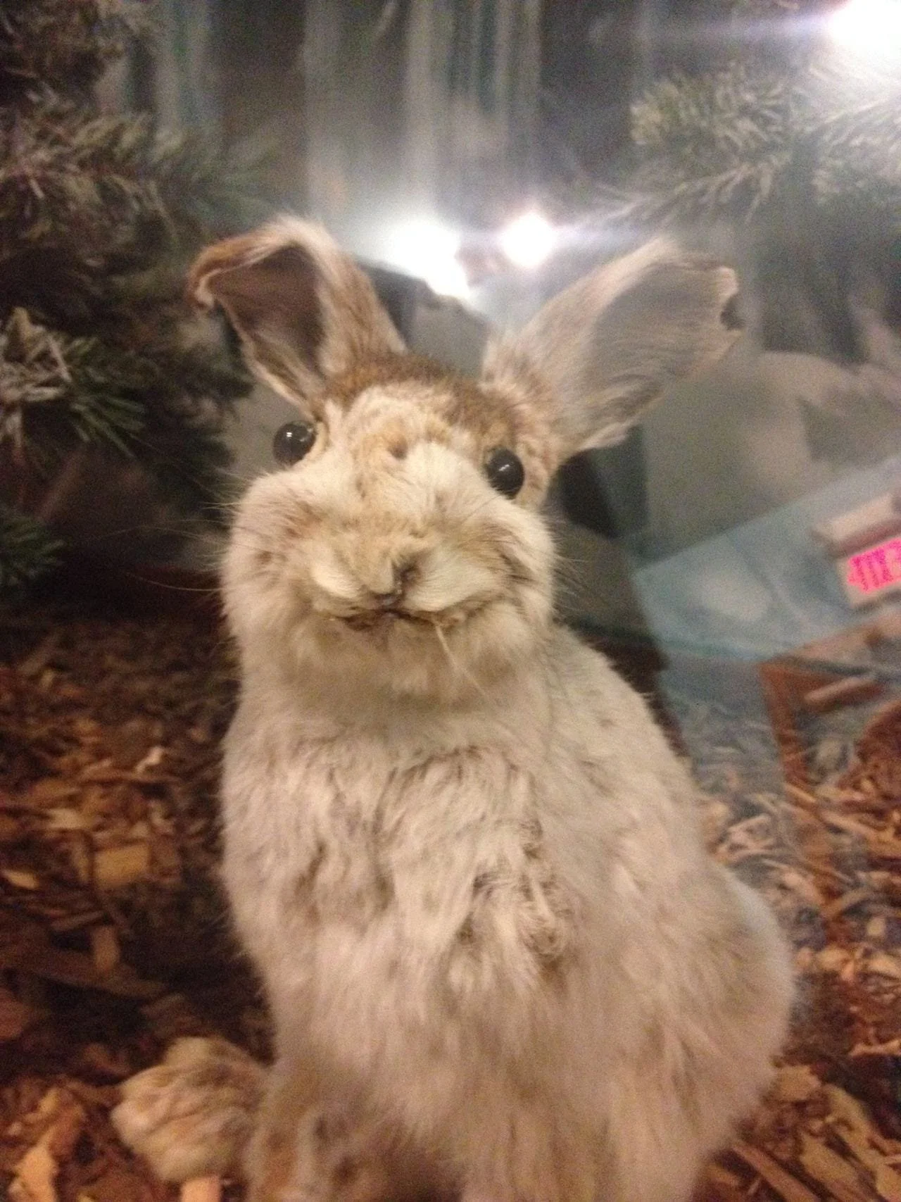 Blog: A Lesson in Taxidermy — Sally-Anne Martyn | Author of Dark ...