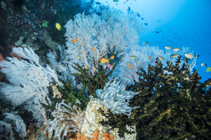 Magic Passage — Niugini Dive Adventures