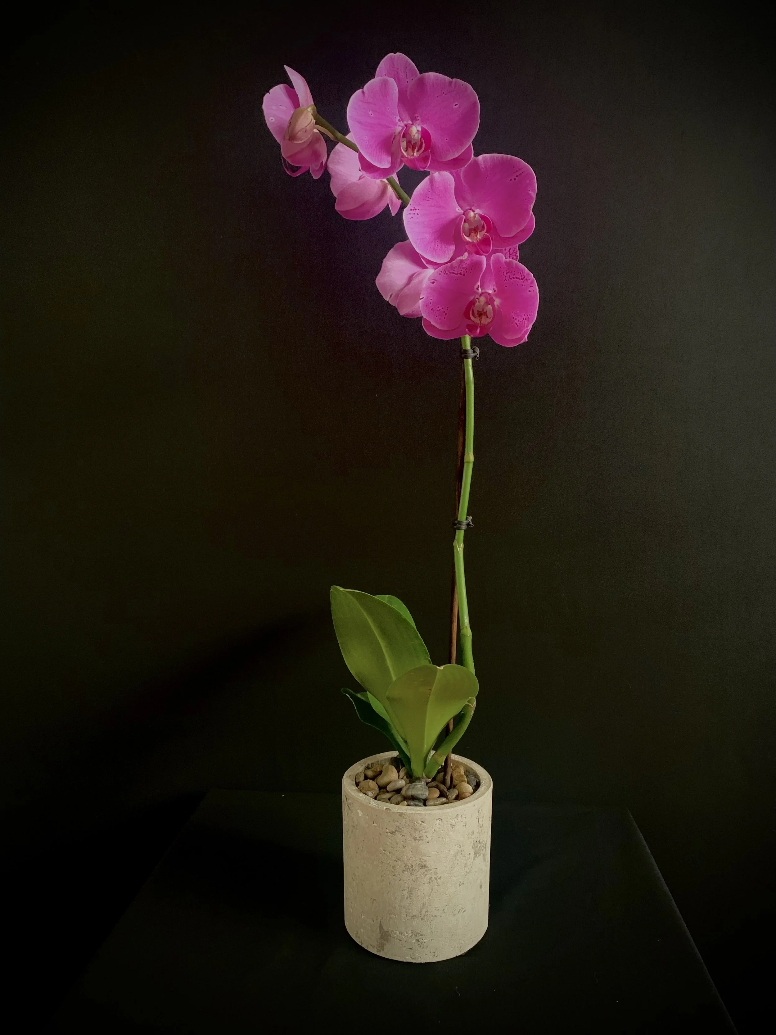 Mister Botanical Floral Design - Brisbane Florist