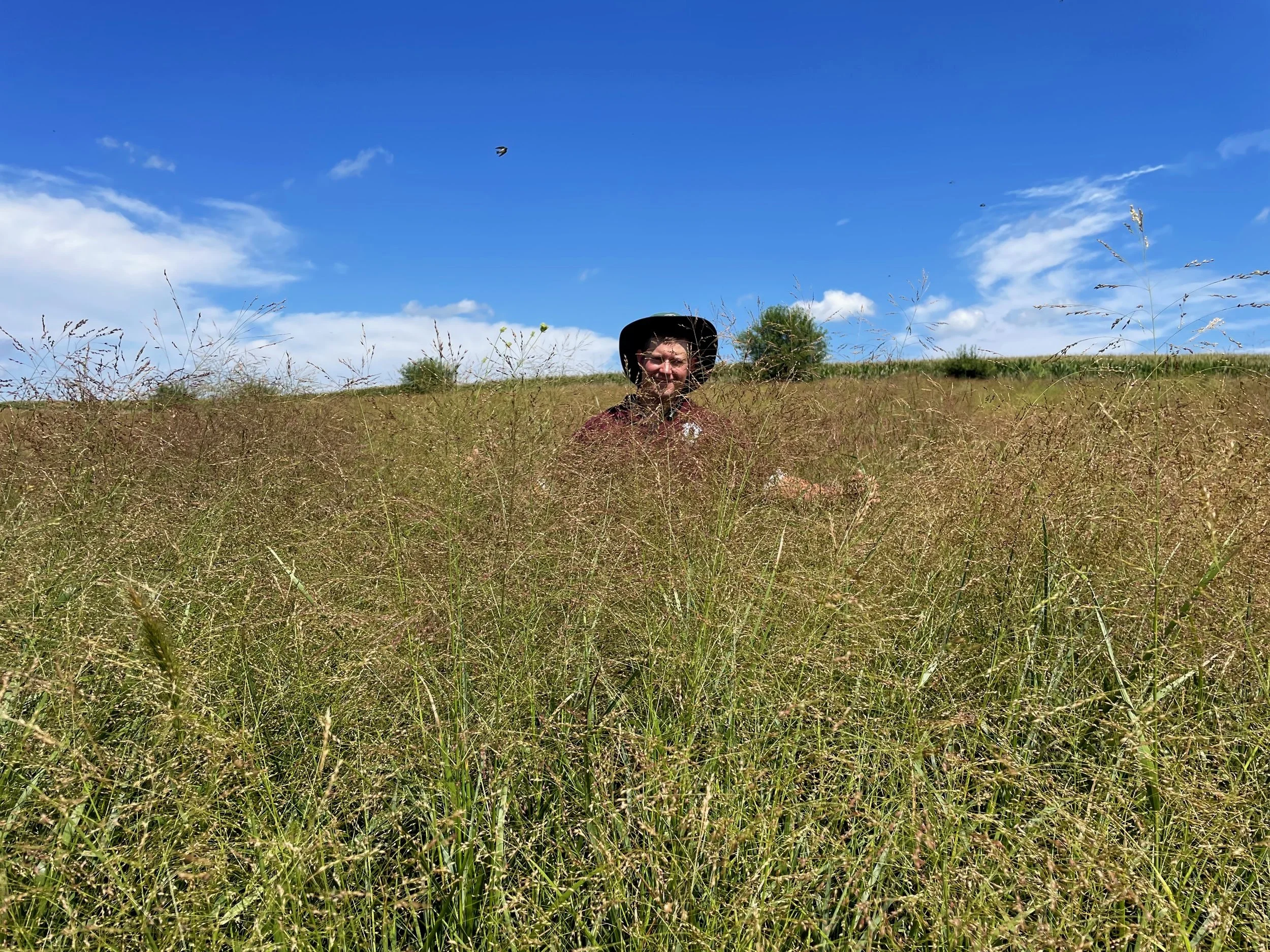 Midwest CRP Seed Mixes — Hoksey Native Seeds