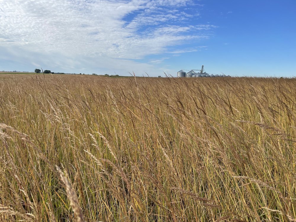 Midwest CRP Seed Mixes — Hoksey Native Seeds