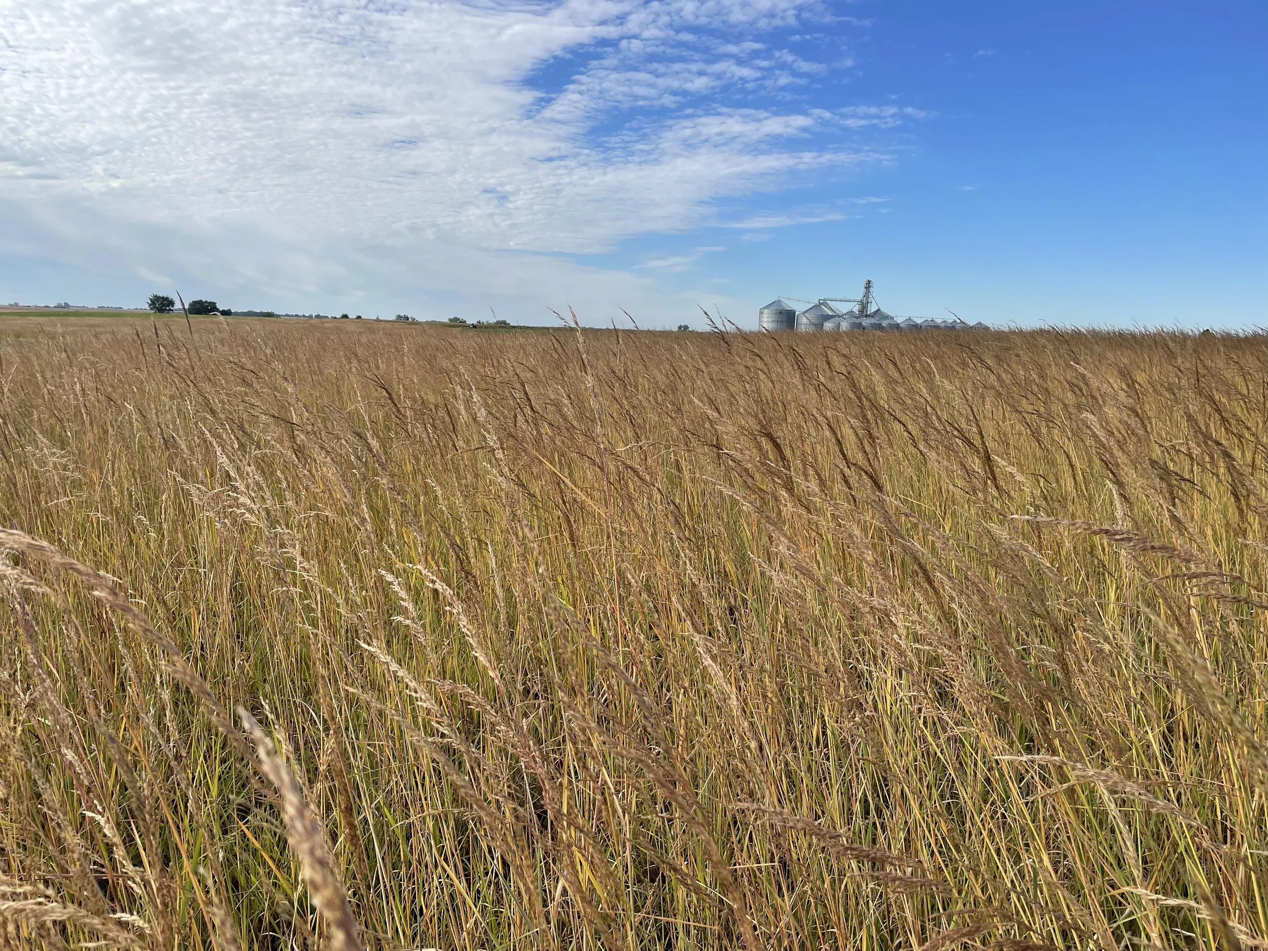 Midwest CRP Seed Mixes — Hoksey Native Seeds