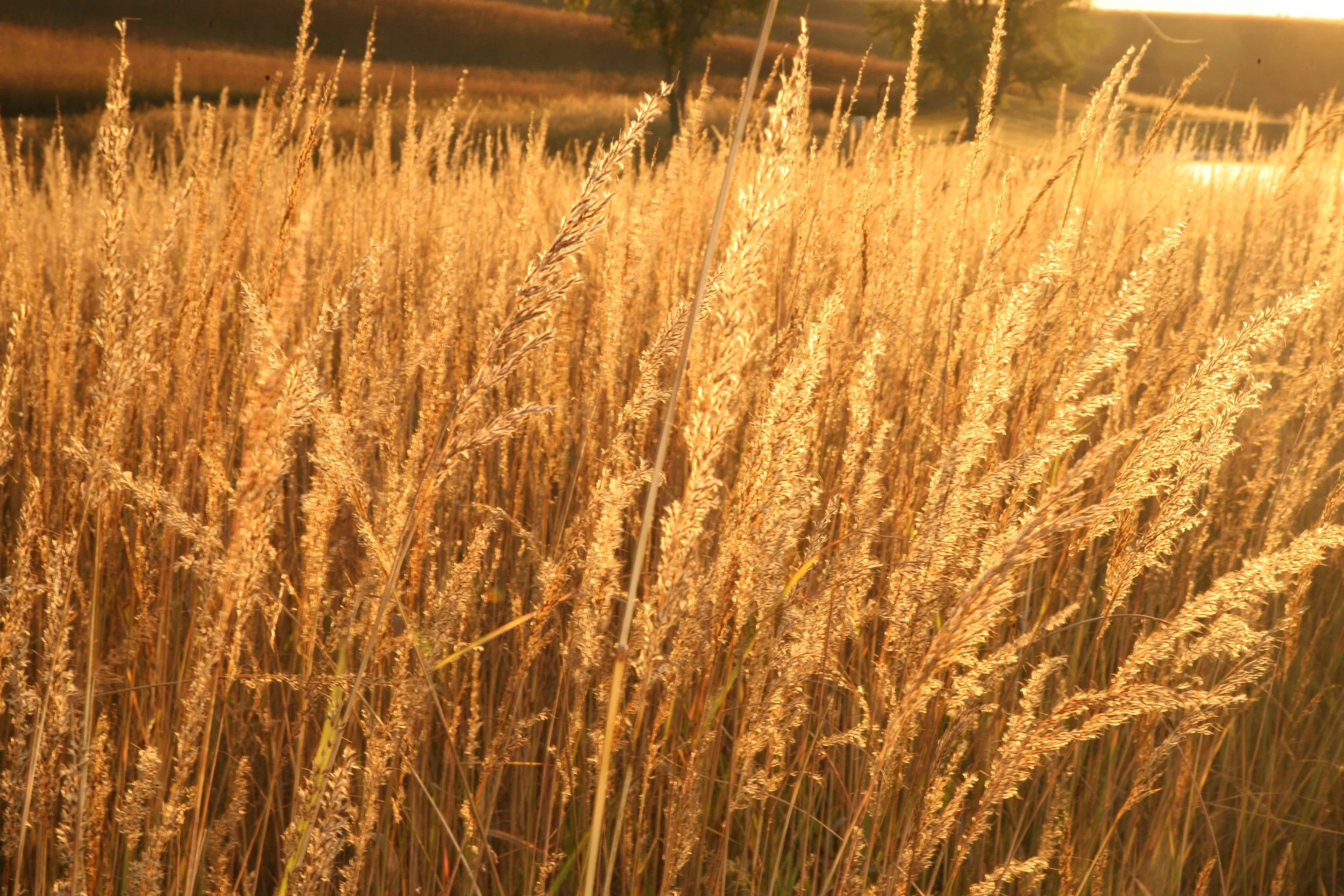 Midwest CRP Seed Mixes — Hoksey Native Seeds