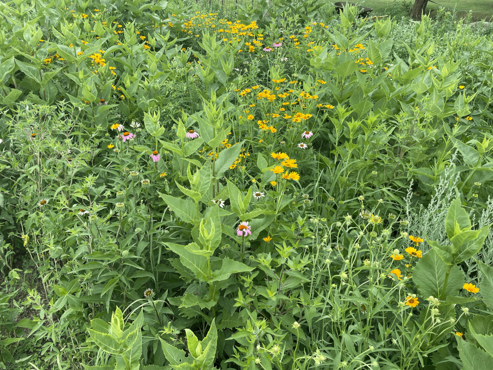 Food plot mix — Hoksey Native Seeds