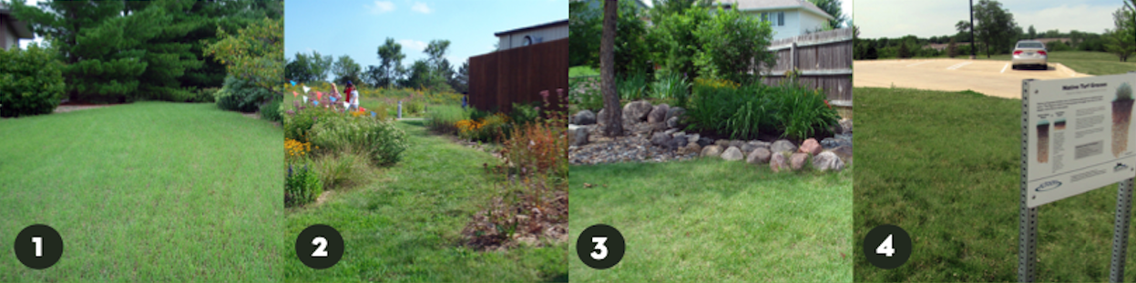 Native Grass Lawns — Hoksey Native Seeds