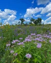 Midwest CRP Seed Mixes — Hoksey Native Seeds