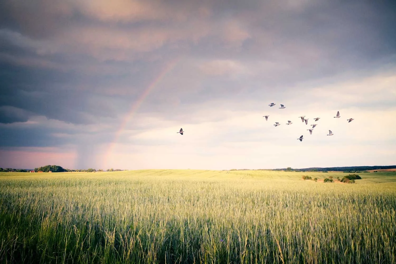 Nature for Health (N4H)
