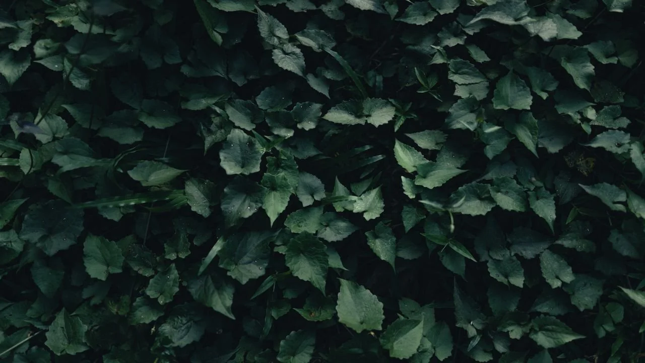 Dungeons & Dragons — Last Place On Earth