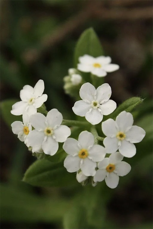 White Forget Me Not Flowers