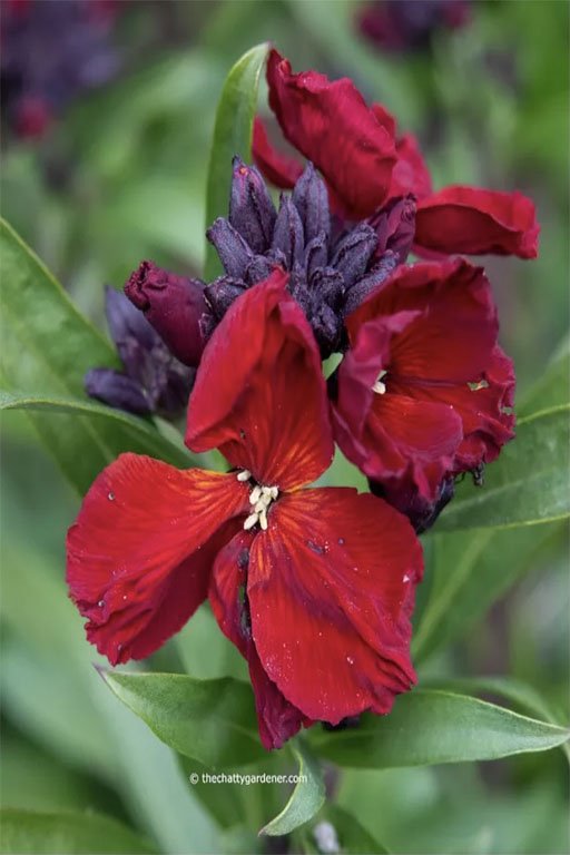 Biennial Wallflower Vulcan flower seeds — Saedian