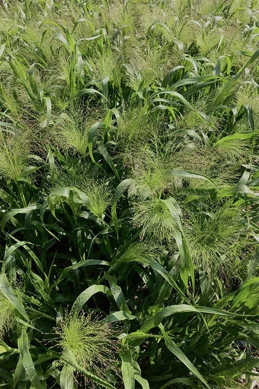 Panicum Fontaine - Seeds — Saedian