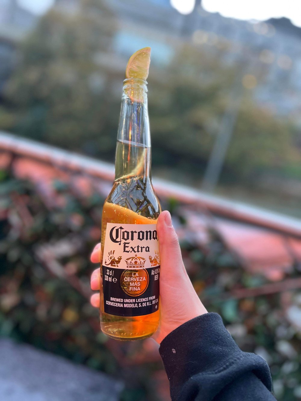 Corona Extra Beer Review - The Ultimate Entry Level Beer — OnlyCans