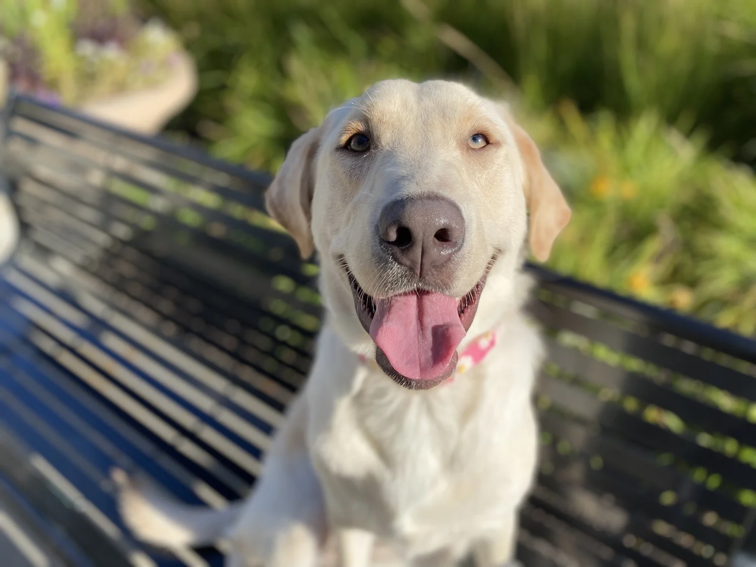Lincoln NE Dog Trainers