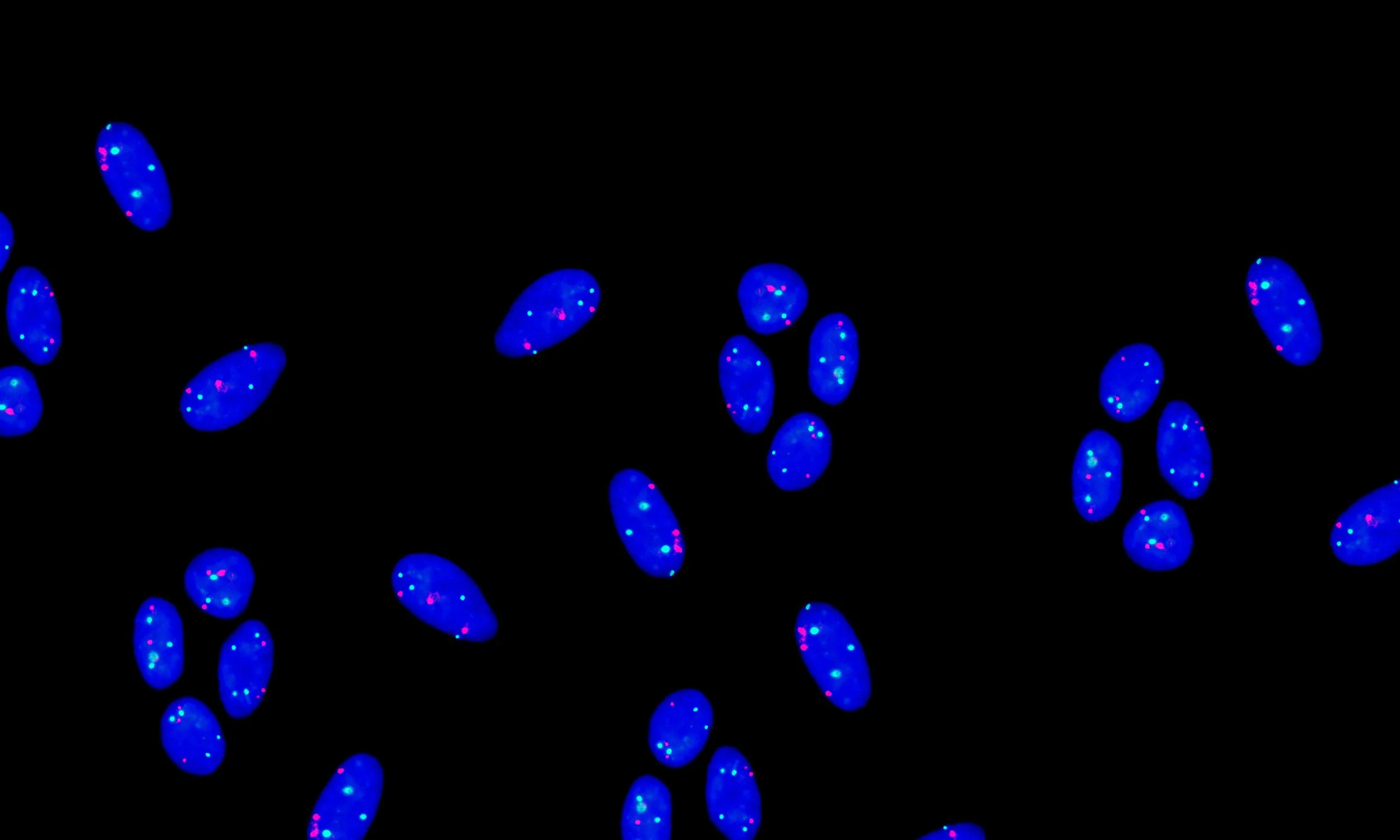 TERC FISH — OmniPathology