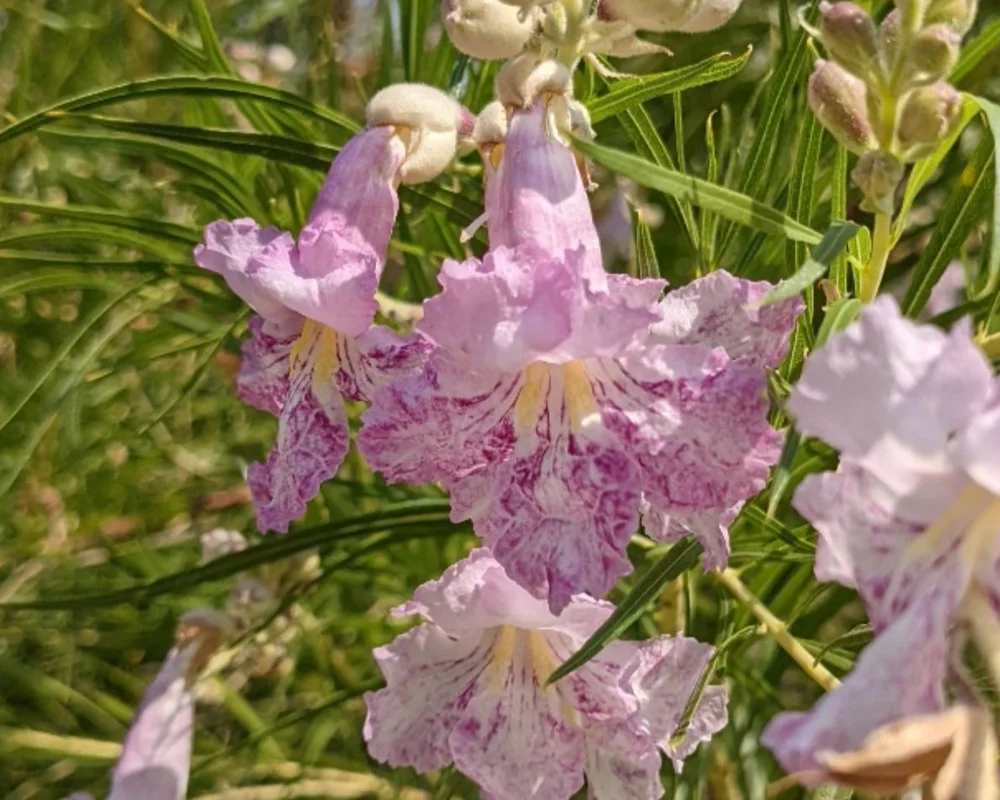 September Plant of the Month: Desert Willow — Turtle Bay Nursery