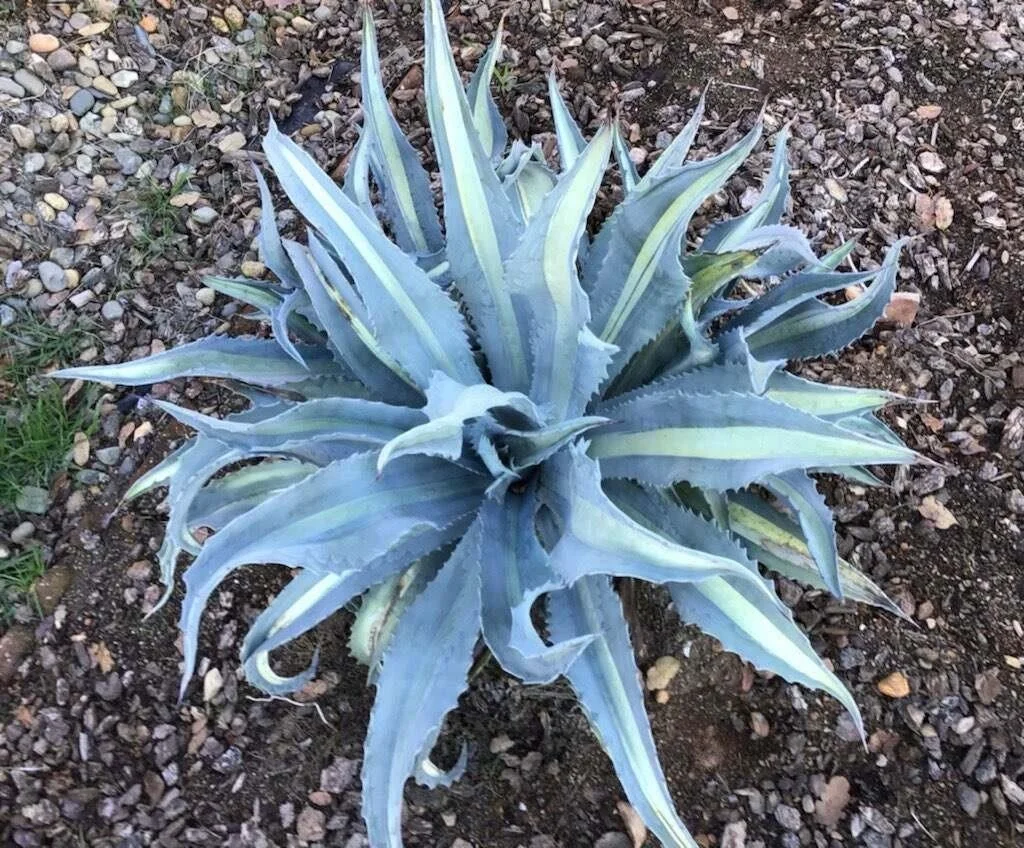 December Plant of the Month: Agave — Turtle Bay Nursery