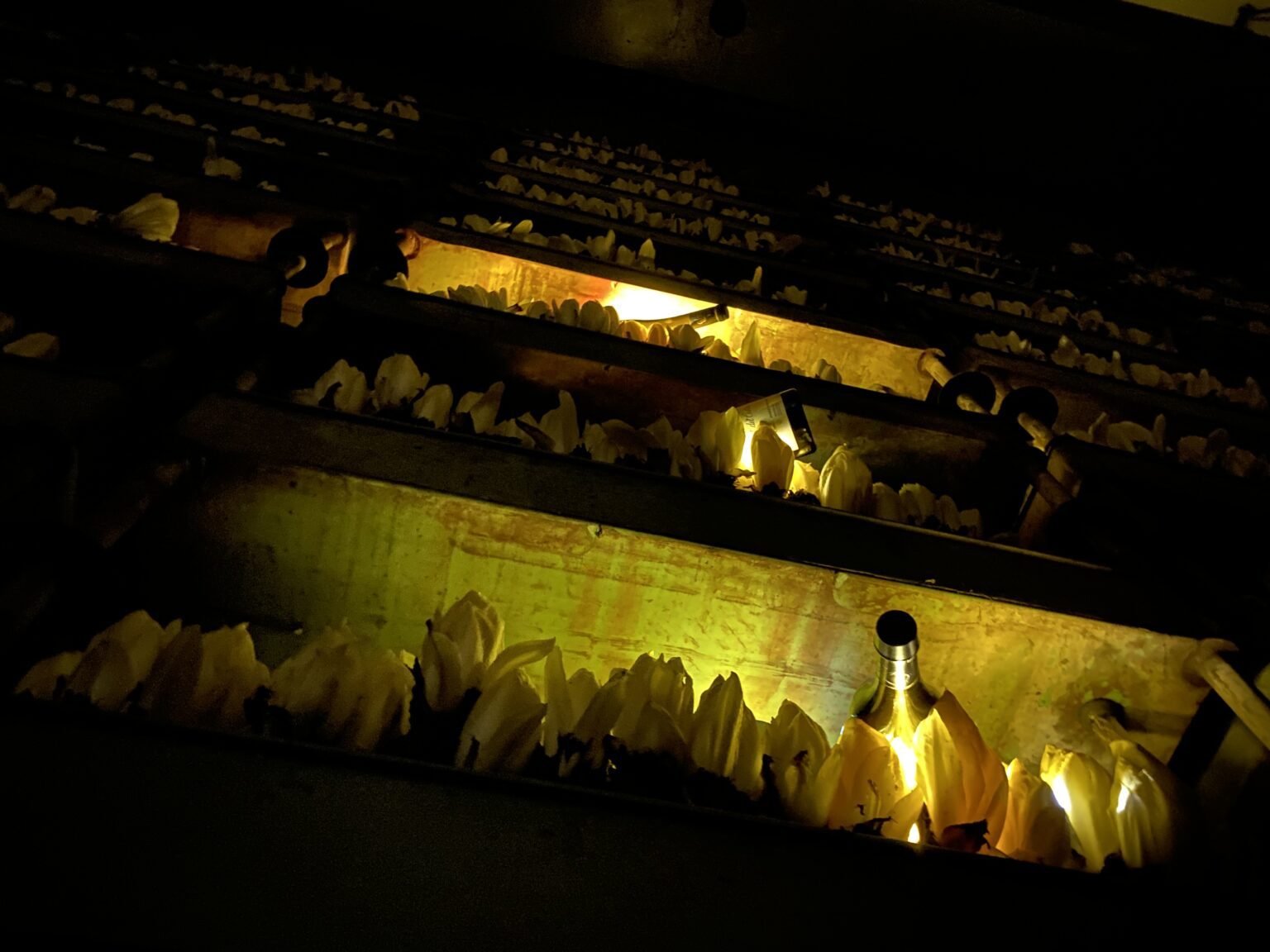 Week van het witloof — Vitis Vin