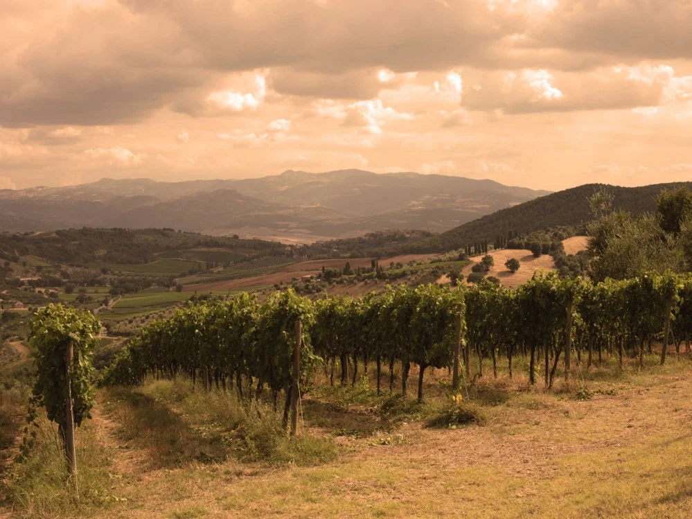 Brunello 2016 — Vitis Vin