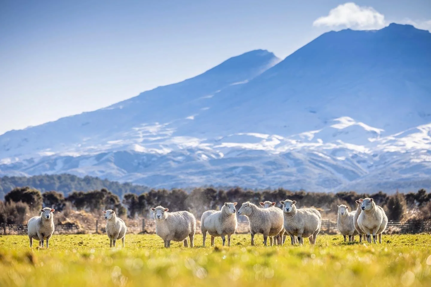 Sustaina Grow: Wool Tree Guards, Wool Mulch Mats, Wool Garden Products ...