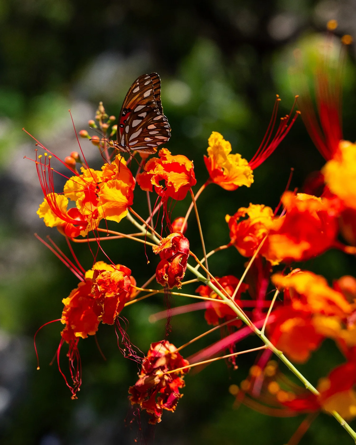 Jingu House | Japanese Food with a Mexican Twist | San Antonio Zoo ...