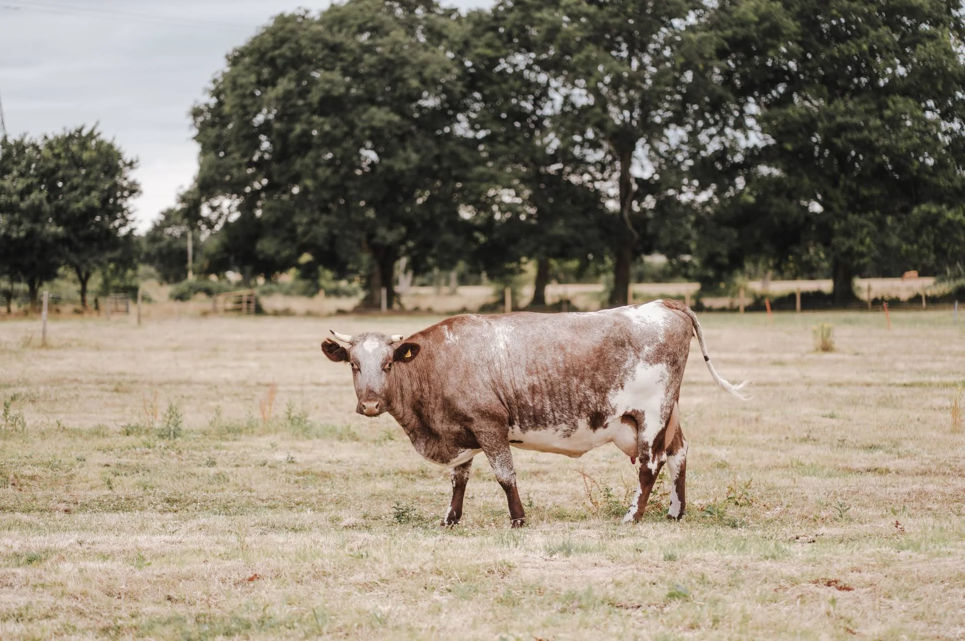 Interview with Matthew: Companion at Gullivers Farm — Gullivers Farm Shop & Kitchen