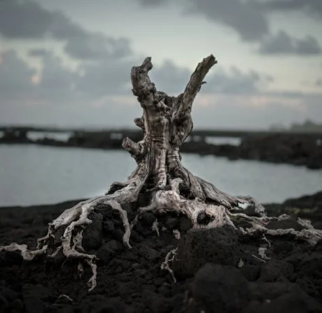 Classes — Root Yoga Studio