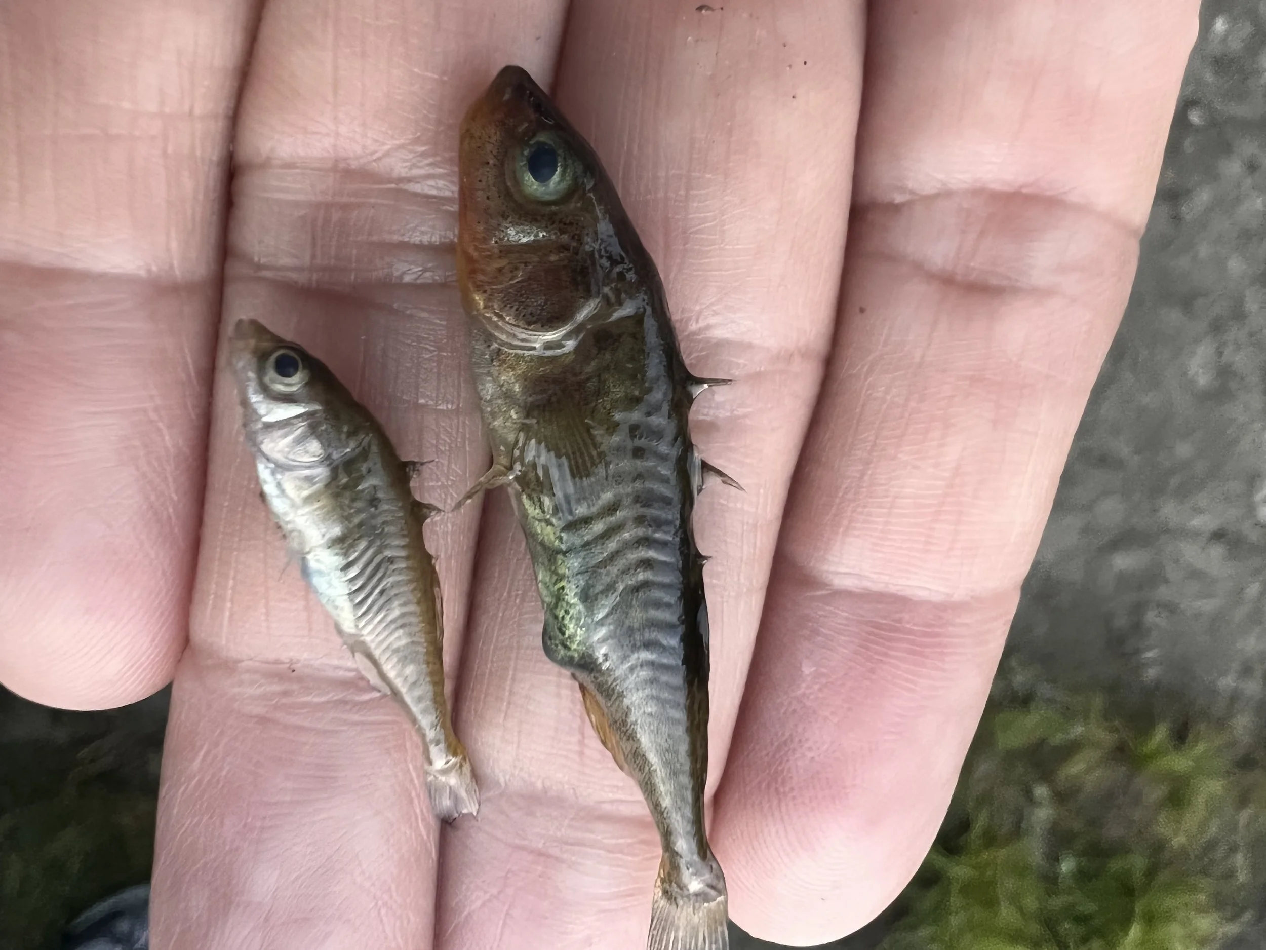 Unarmored Three-spine Stickleback — Elba Mora Photography