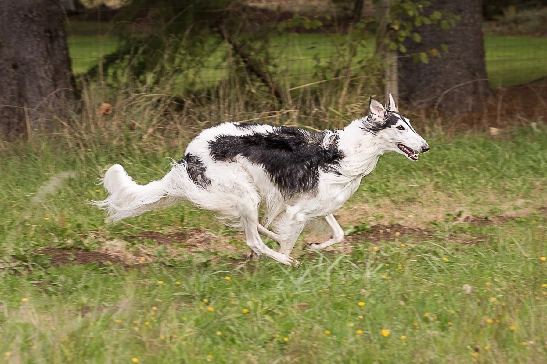 shaniko | stud dog | borzoi breeder — saxafrax & wild rushes borzoi