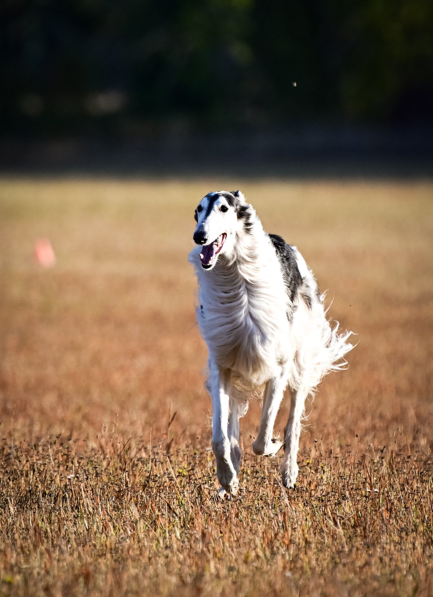 shaniko | stud dog | borzoi breeder — saxafrax & wild rushes borzoi