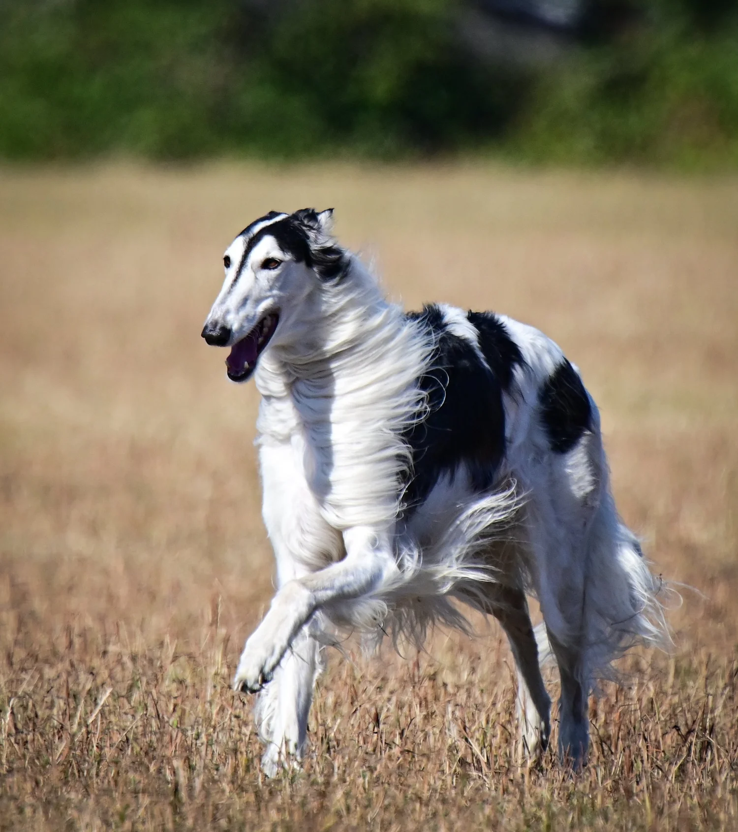 shaniko | stud dog | borzoi breeder — saxafrax & wild rushes borzoi