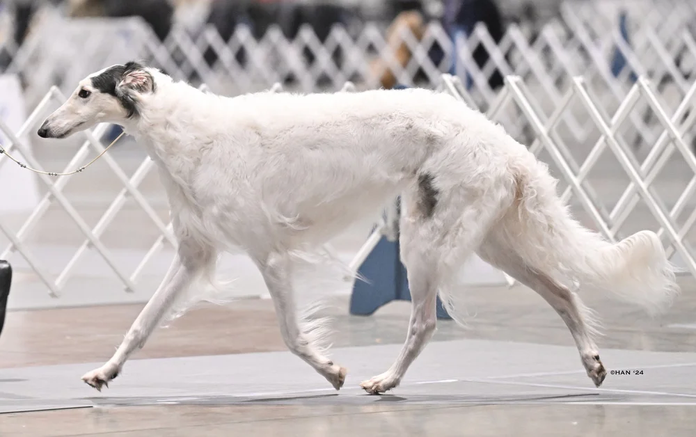 fennel | brood bitch | borzoi breeder — saxafrax & wild rushes borzoi