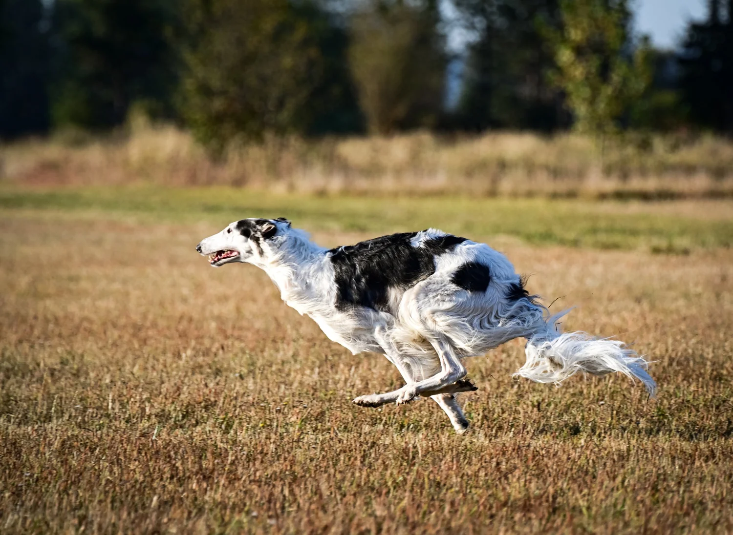 shaniko | stud dog | borzoi breeder — saxafrax & wild rushes borzoi