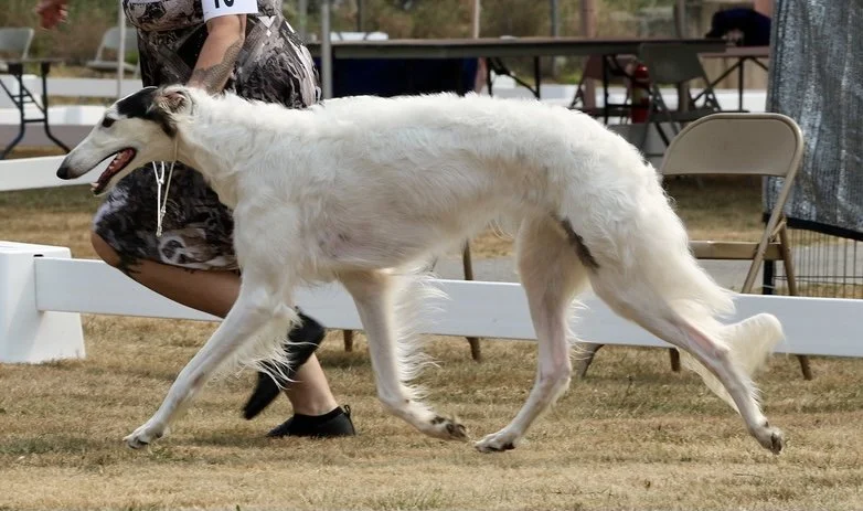 fennel | brood bitch | borzoi breeder — saxafrax & wild rushes borzoi