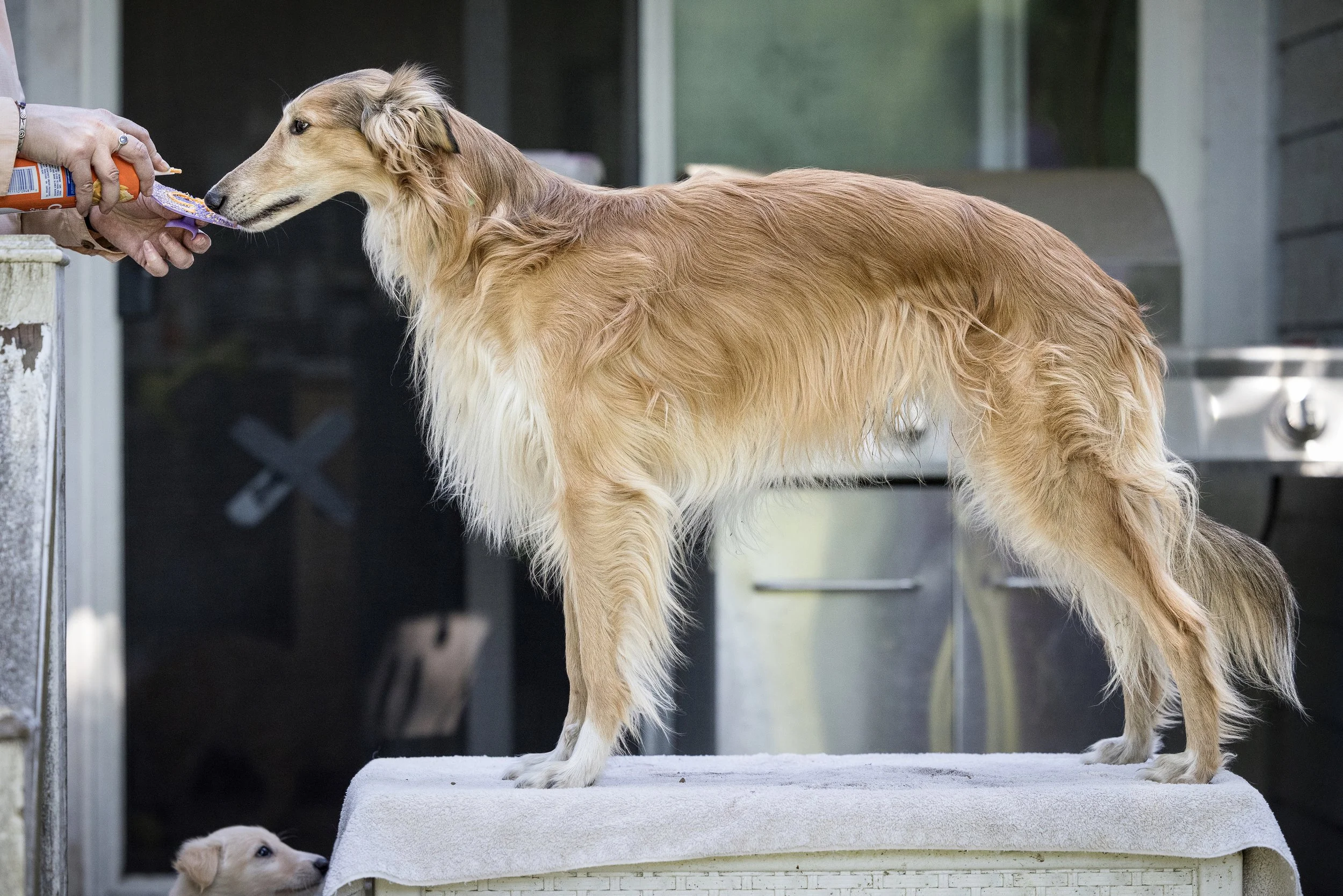 dresden the siken windhound — saxafrax & wild rushes borzoi