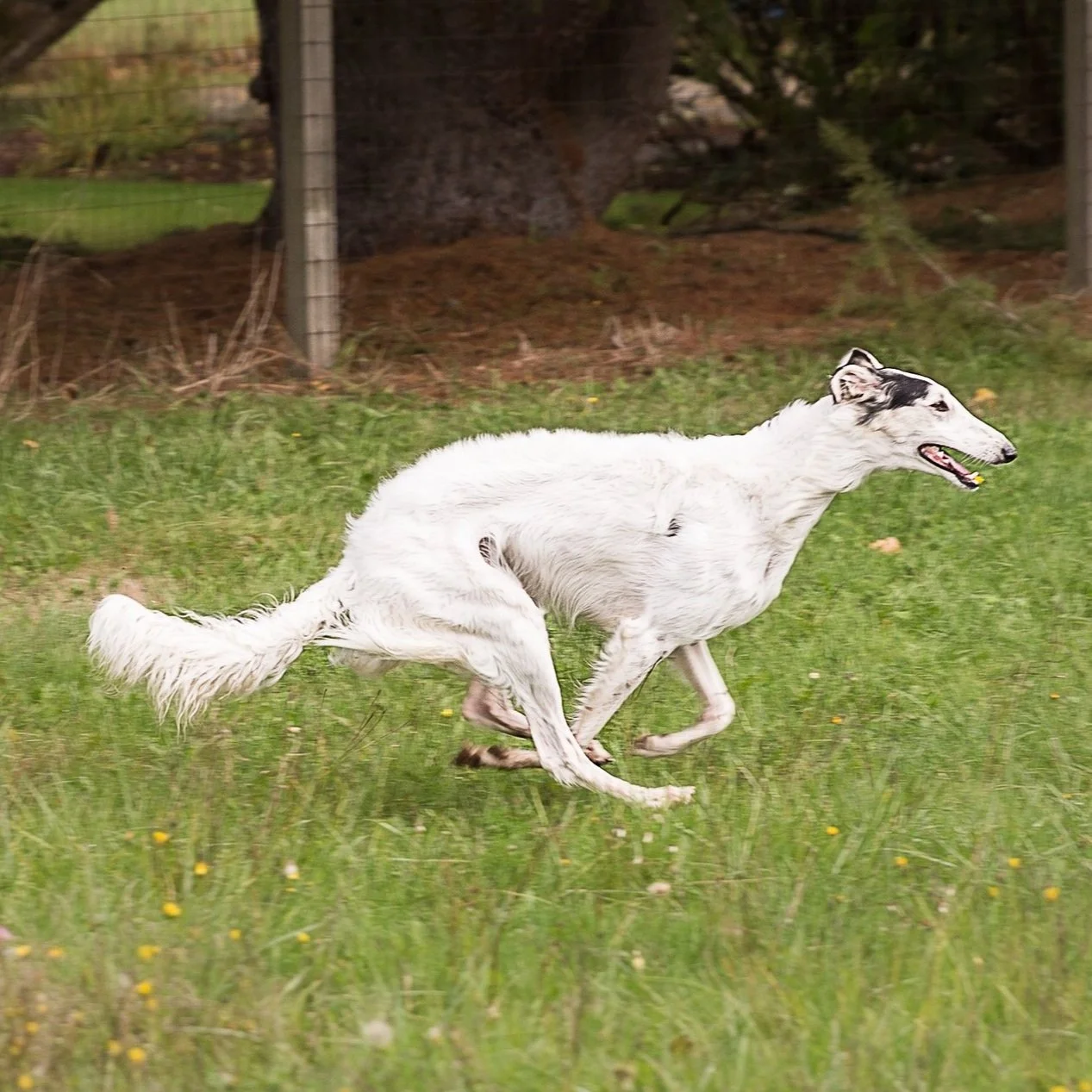 our dogs in oregon | borzoi breeder — saxafrax & wild rushes borzoi