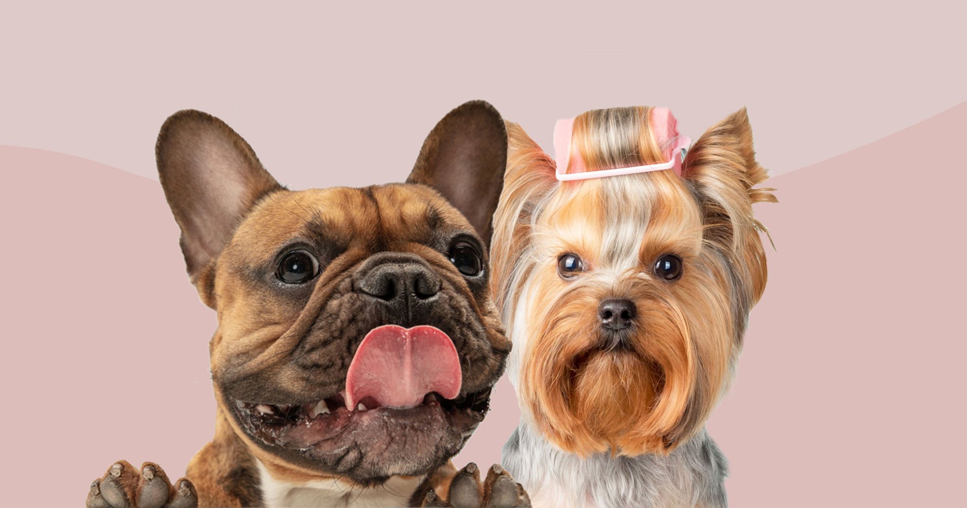 Services — Barks & Bubbles Dog Grooming