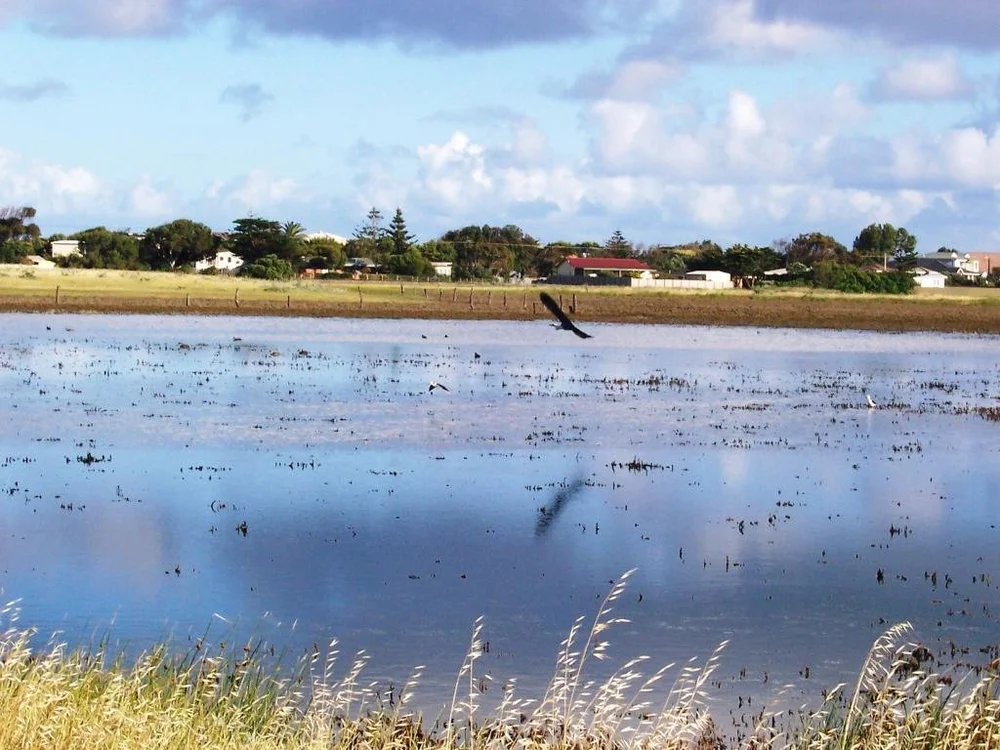 Washpool Lagoon — Friends of Willunga Basin
