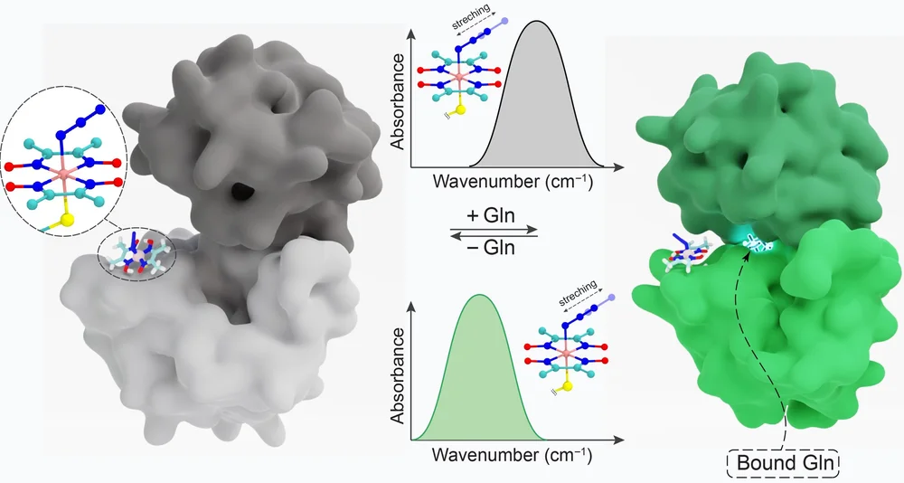 papers — OLSHANSKY lab