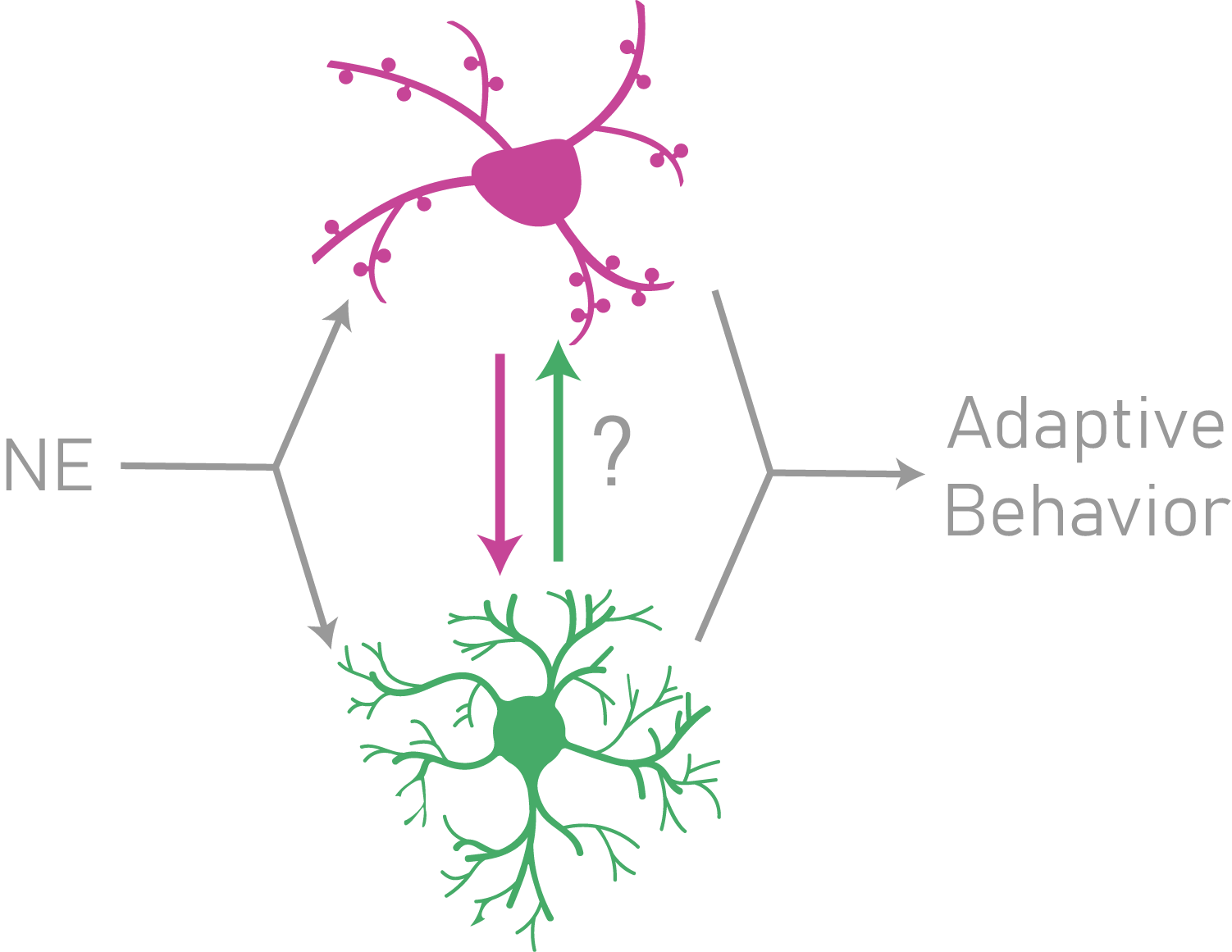 Research Themes — Sipe Laboratory