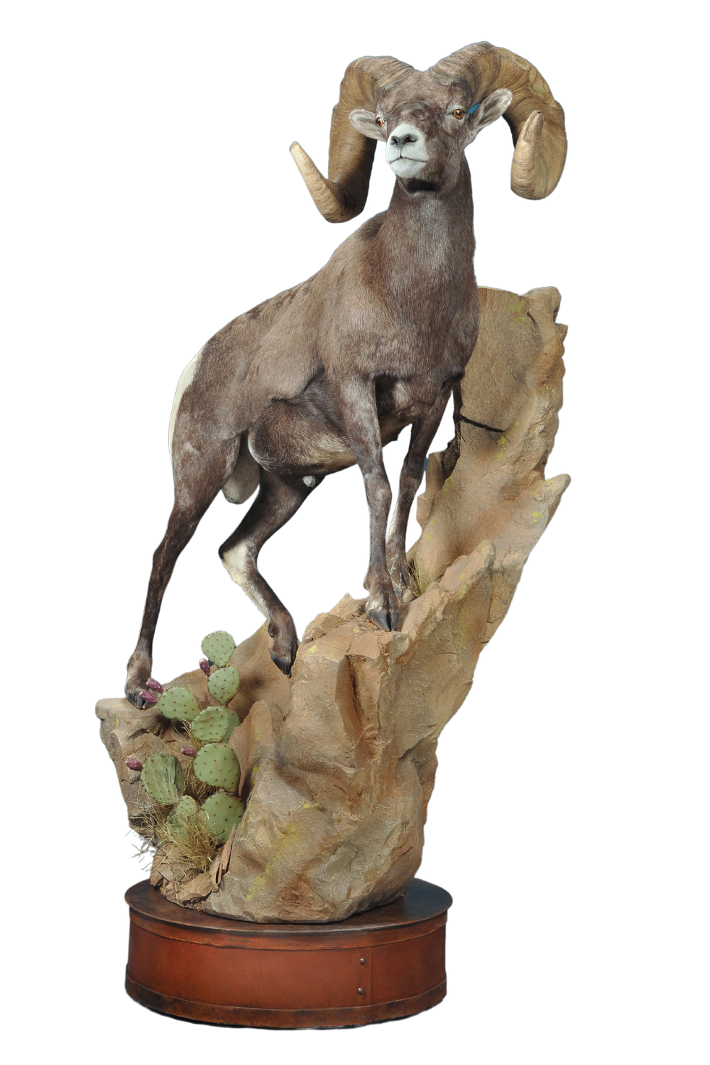 Dewey Wildlife Studio LLC.