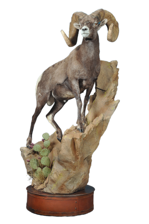 Dewey Wildlife Studio LLC.