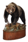 Dewey Wildlife Studio LLC.