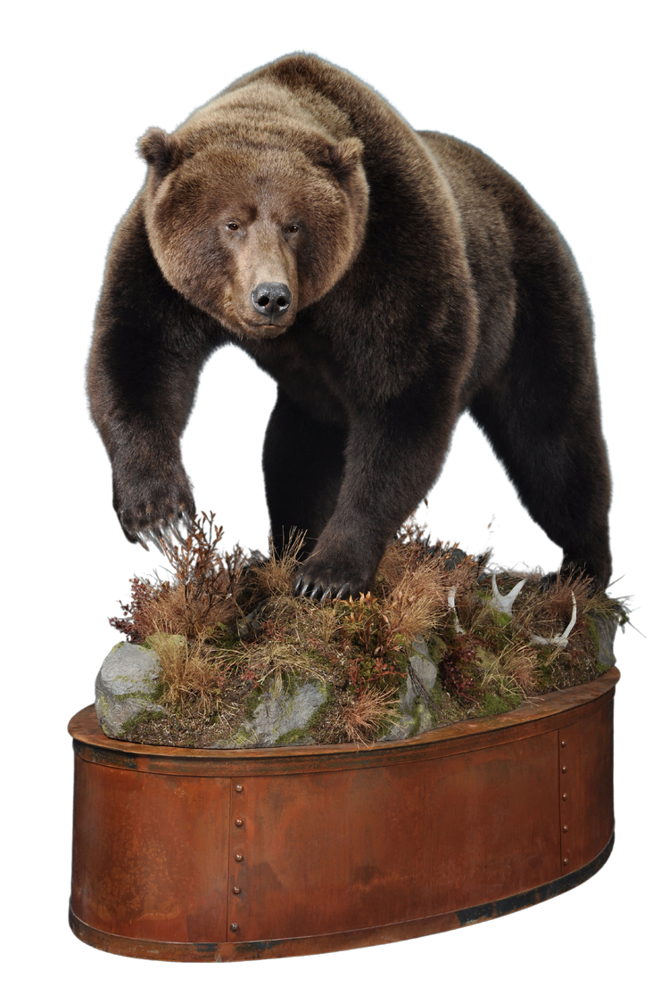 Dewey Wildlife Studio LLC.